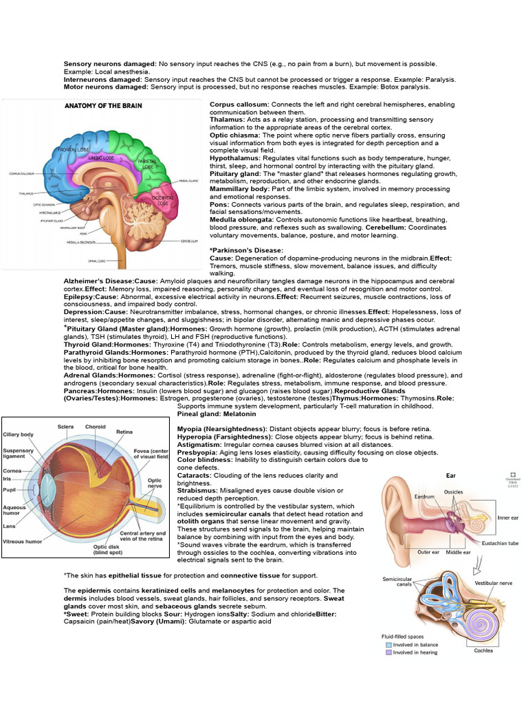 Biyo (1) | PDF | Bone | Digestion