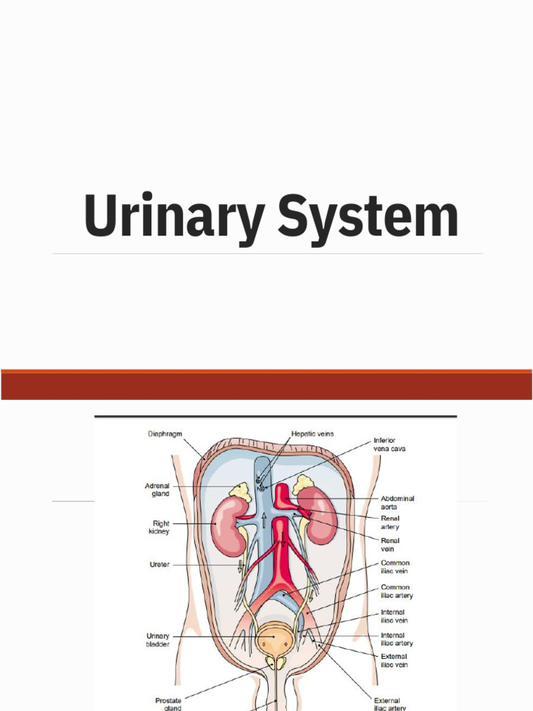 Urinary, Endo, Nervous Systems | PDF | Thyroid | Kidney