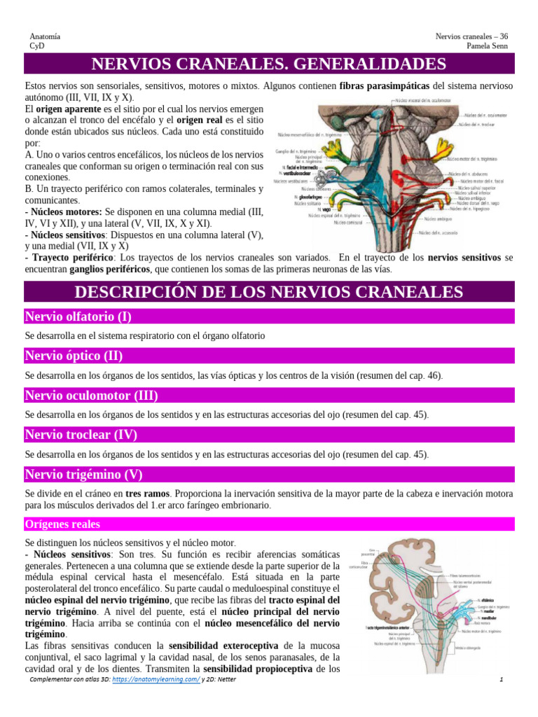 Guía de Nervios Craneales | PDF | Nervio vago | Cabeza y cuello humanos
