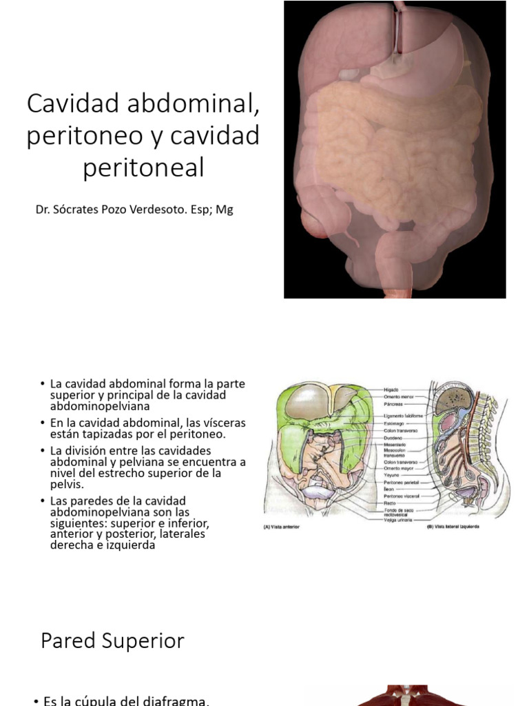 Anatomía de la Cavidad Abdominal y Peritoneo | PDF | Abdomen ...
