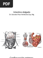 Irrigación e Inervación del Colon | PDF | Intestino grueso | Recto