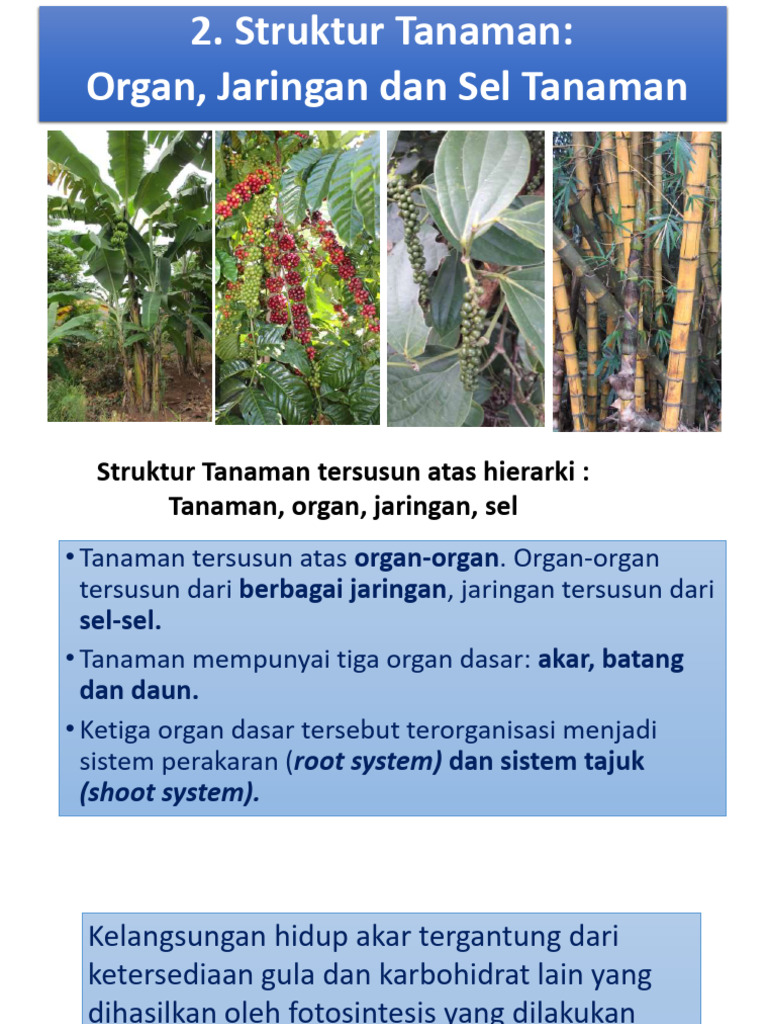 2. Organ, Jaringan & Sel Tanaman Dan Fungsinya | PDF