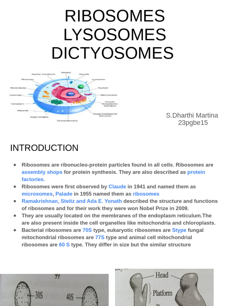 Ribosomes Lysosomes Dictyosomes | PDF | Ribosomal Rna | Ribosome