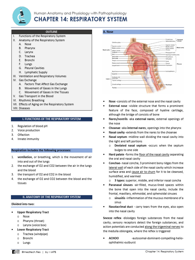 14. Respiratory System | PDF | Lung | Respiratory Tract