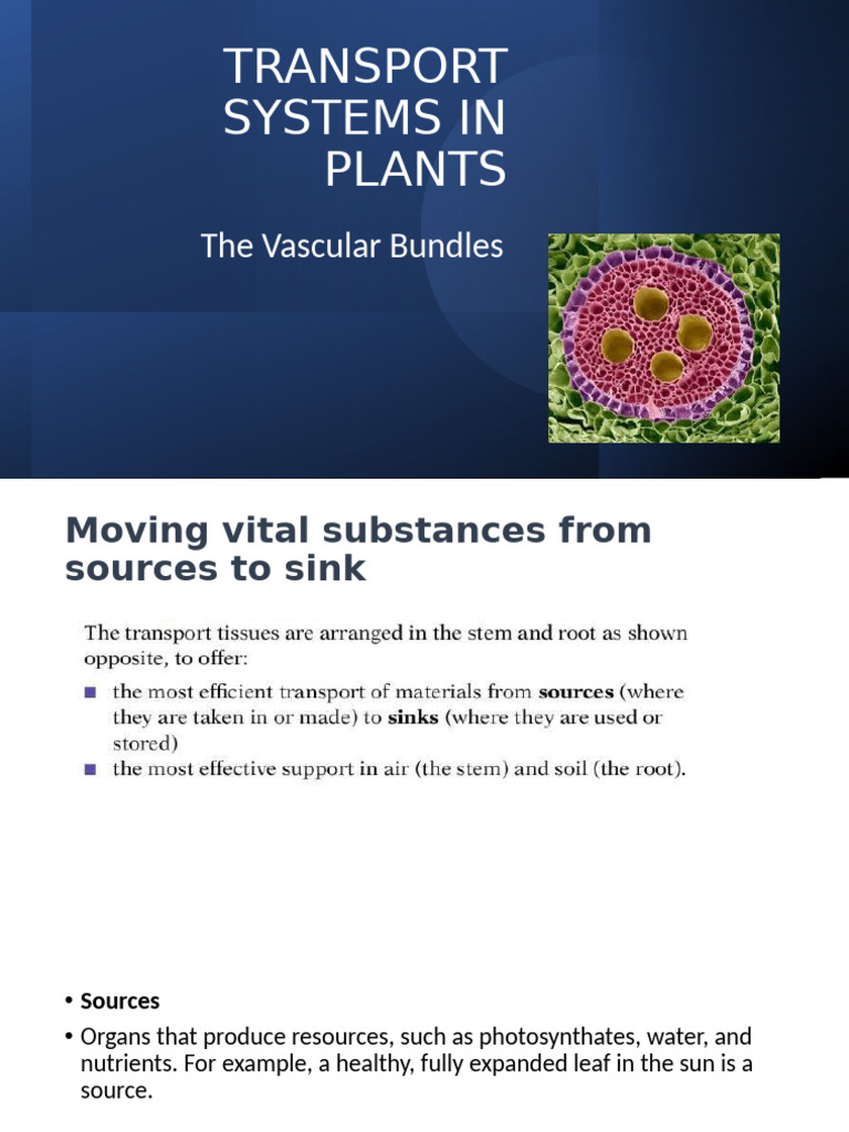 TRANSPORT SYSTEMS IN PLANTS | PDF