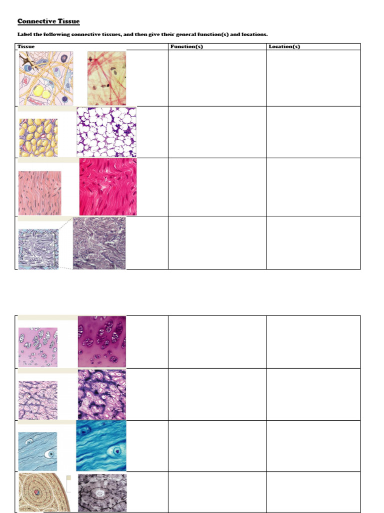 3_Connective_Tissue_Graphic_Organizer_1 | PDF