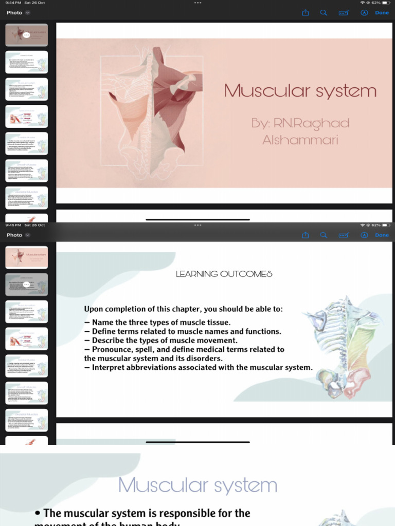 Muscular System | PDF