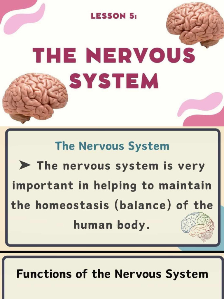 Nervous System (1) | PDF | Neuron | Nervous System