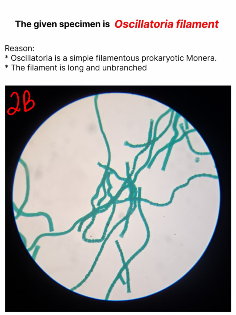 Botany Practical - Specimen | PDF