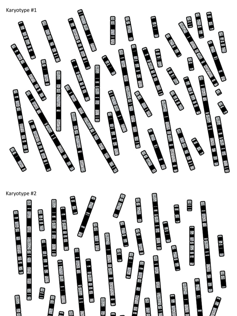 Karyotype S | PDF