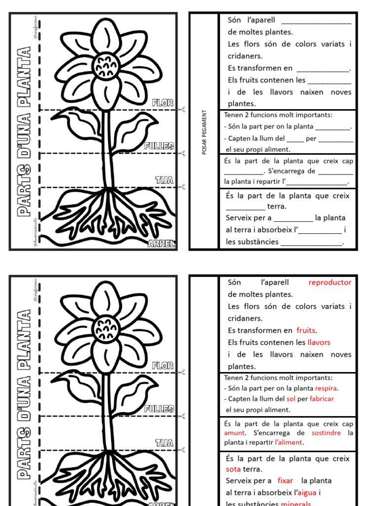Parts D - Una Planta Lapbook Amb Solucions | PDF