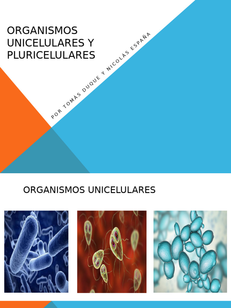 Organismos Unicelulares y Pluricelulares | PDF