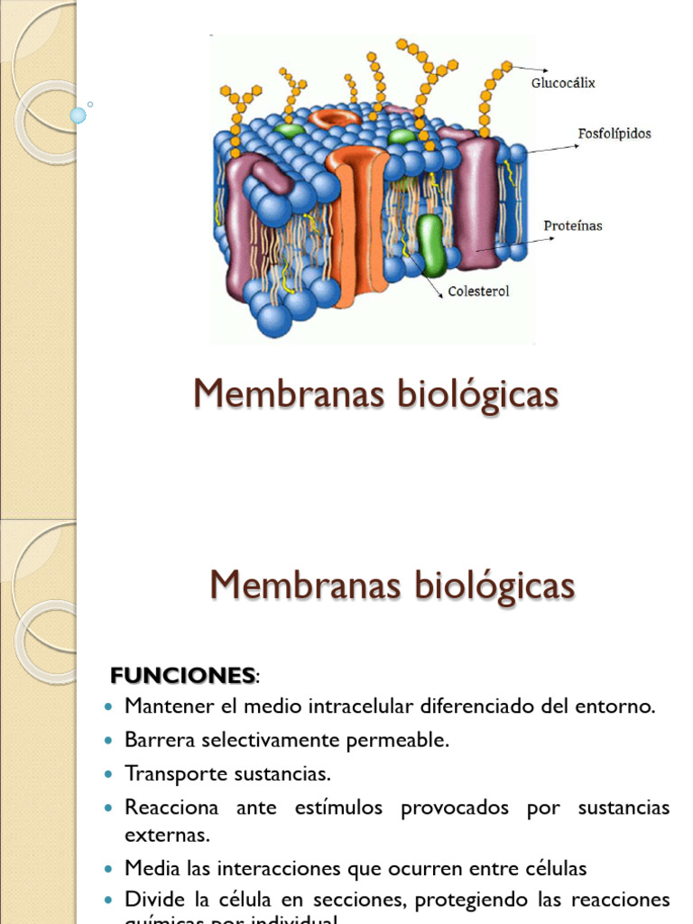 2) Membrana Plasmática | PDF | Membrana celular | Membrana biológica