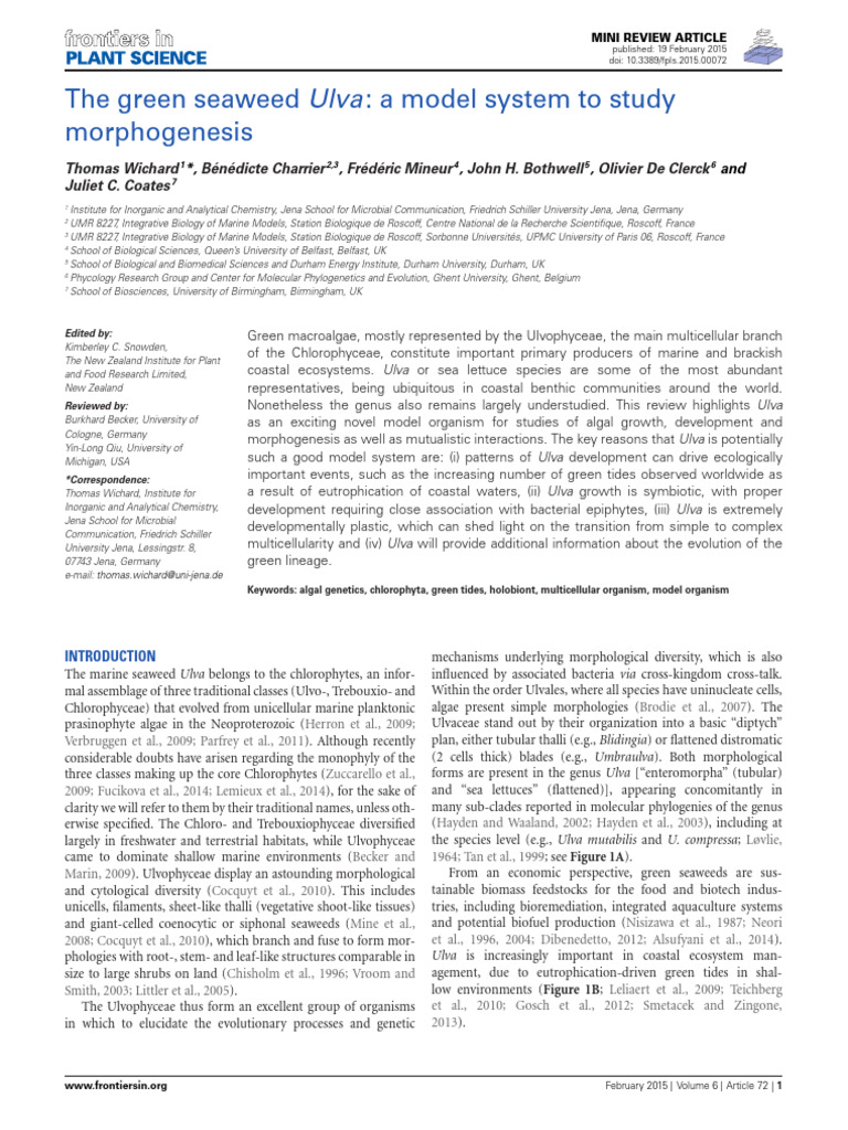 Ulva morphogenesis or how ulva came into shape_wichard2015 | PDF ...