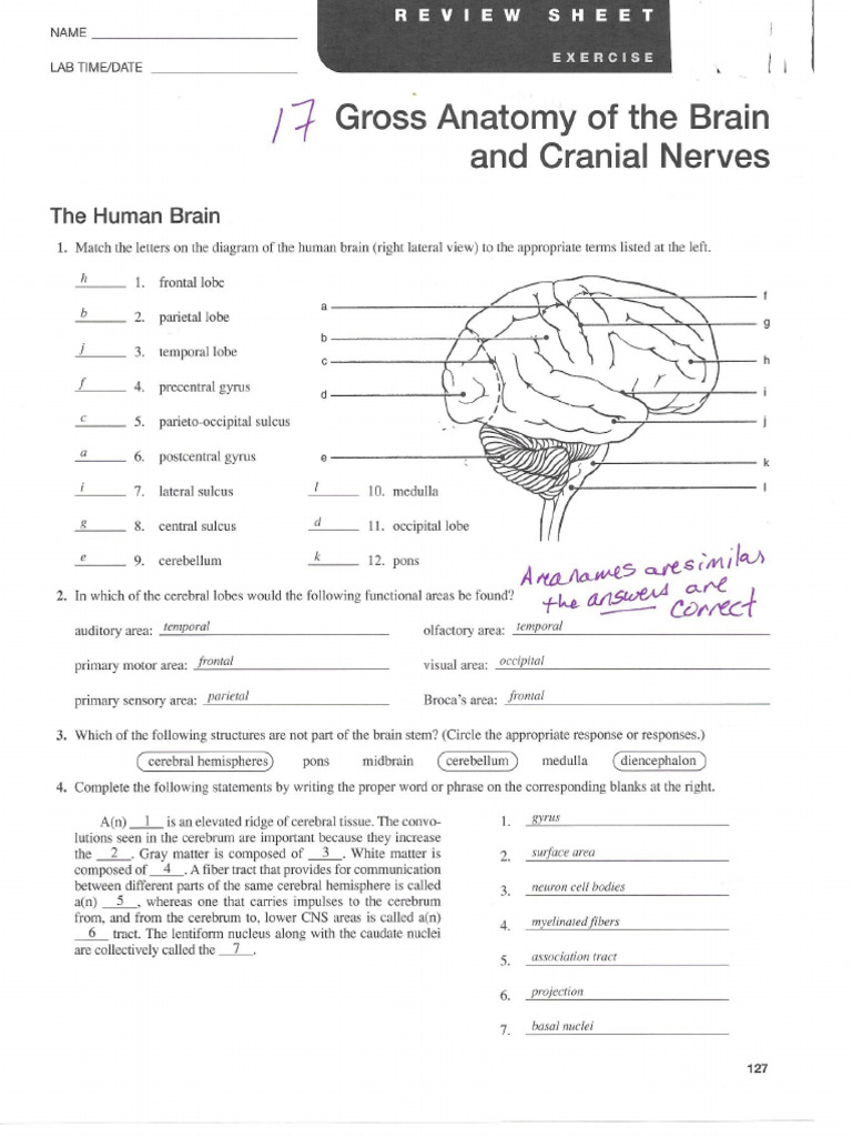 Brain Key | PDF