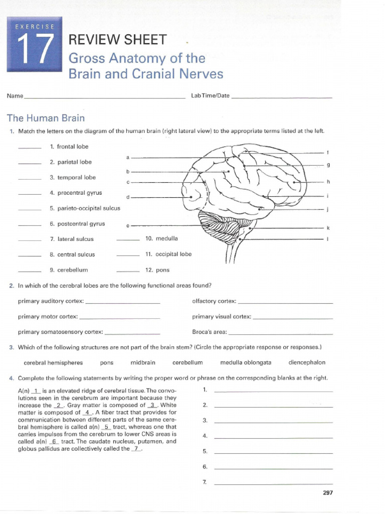 Brain | PDF