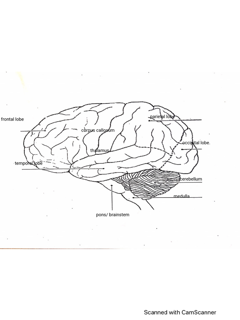 Blank Brain Diagram | PDF