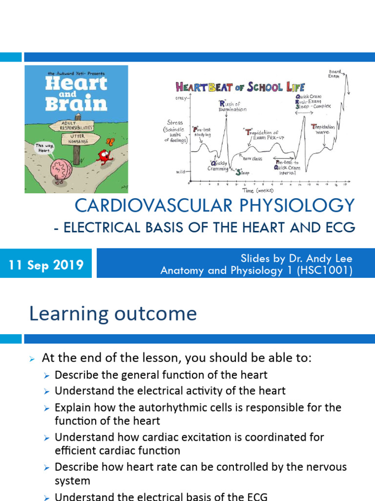 AY18 CVS Physio 1 - Electrical Basis and ECG v2 | PDF | Heart | Atrium (Heart)