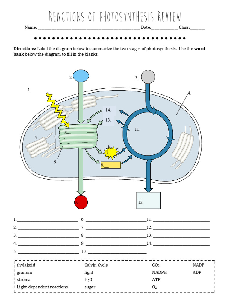reactions_of_photosynthesis_worksheet | PDF | Biochemistry | Chemistry