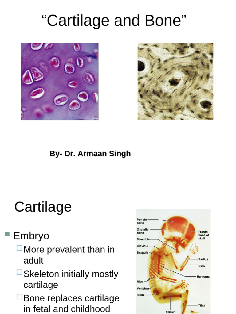 Cartilage and Bone: Structure and Functions | PDF | Bone | Cartilage