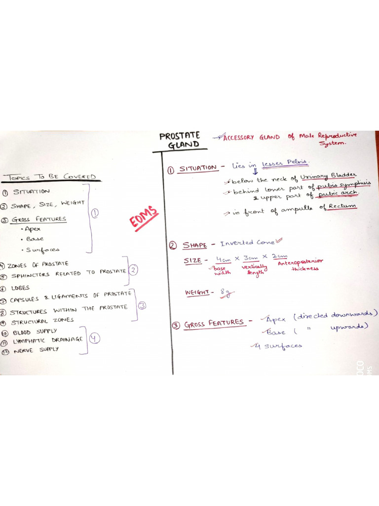 Prostate Gland | PDF