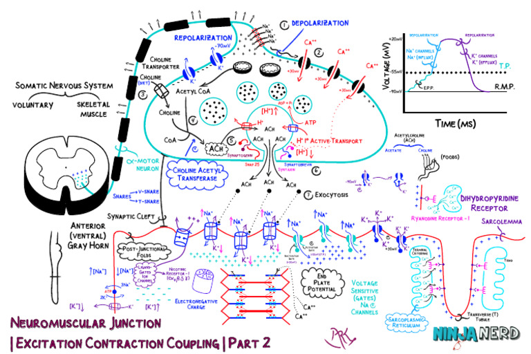 Neuromuscular Junction Excitation Contraction Coupling- Part 2 (1) atf ...