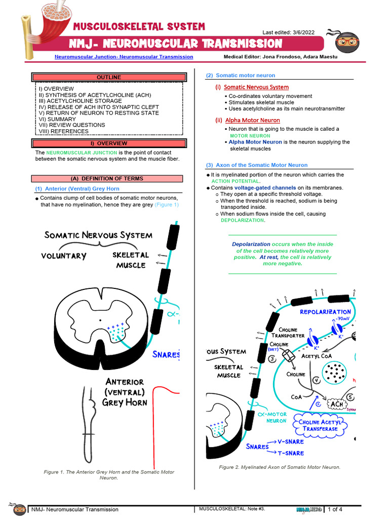 Neuromuscular Junction Neuromuscular Transmission - Part 1 (2) Atf ...