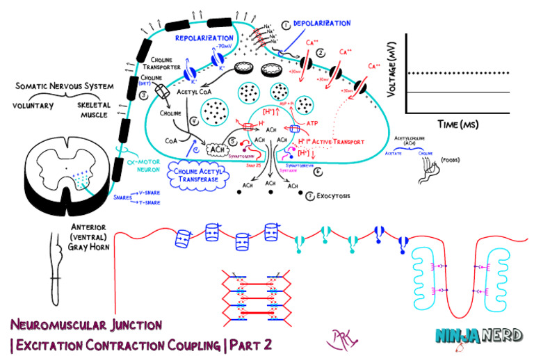 Neuromuscular Junction Excitation Contraction Coupling - Part 2 Atf ...