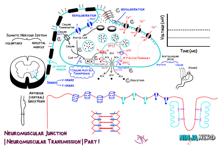 Neuromuscular Junction Overview | PDF | Acetylcholine | Neuromuscular ...