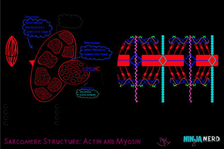 Sarcomere Structure - Actin & Myosin Atf | PDF