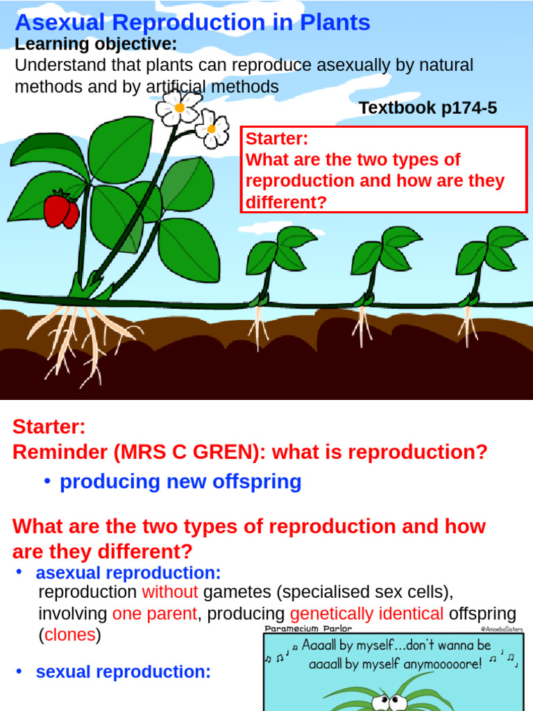 3D1 Asexual Reproduction in Plants | PDF | Sexual Reproduction ...