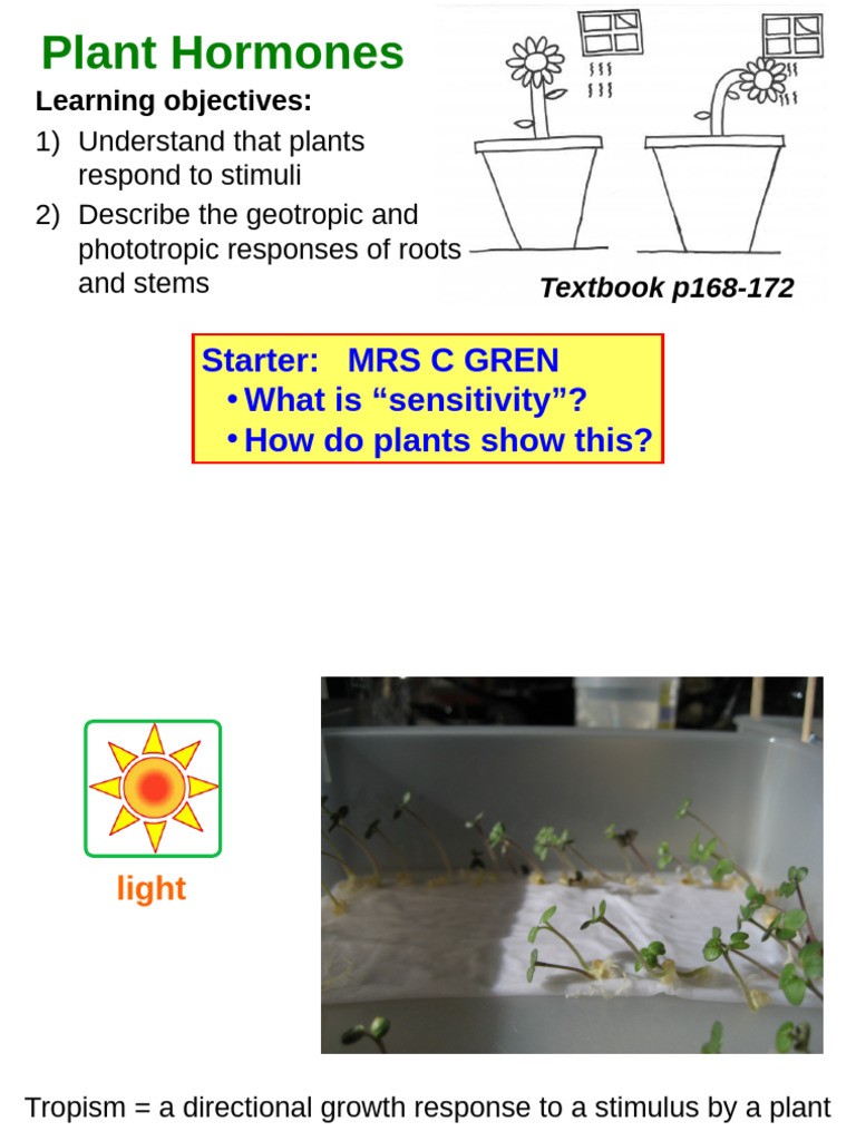 Plant Tropisms and Hormonal Responses | PDF | Plant Physiology ...