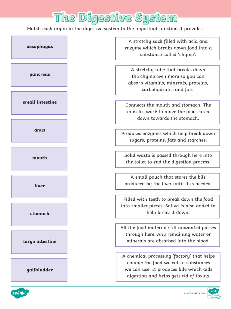 T SC 1711953905 Digestive System Function Activity Sheet - Ver - 1 ...