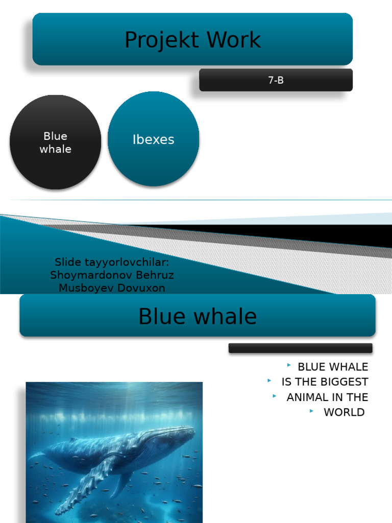Blue Whale and Ibex Overview | PDF | Whales | Zoology