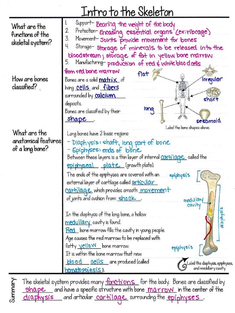 Cornell Notes Keys - Skeletal | PDF