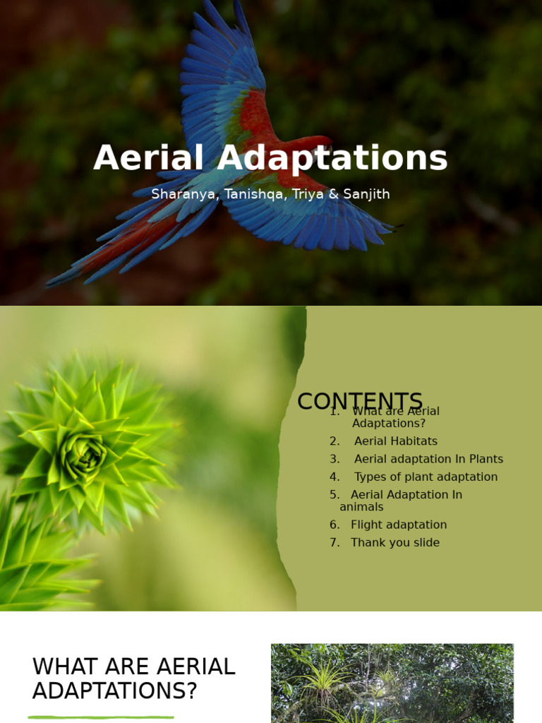 Aerial Adaptations in Plants and Animals | PDF | Habitat | Plants
