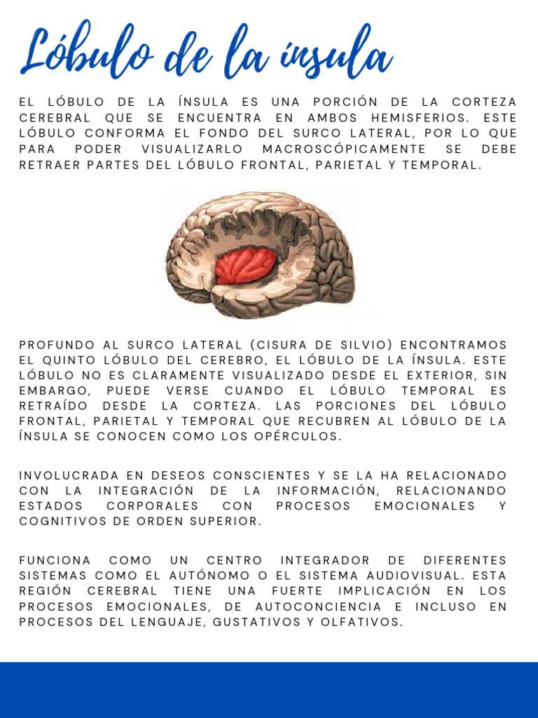 Lóbulos - Claudia | PDF | Corteza Insular | Cerebro