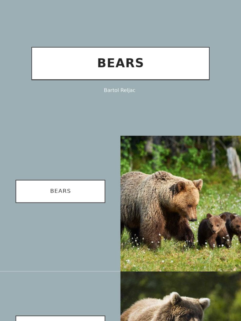 Bears | PDF