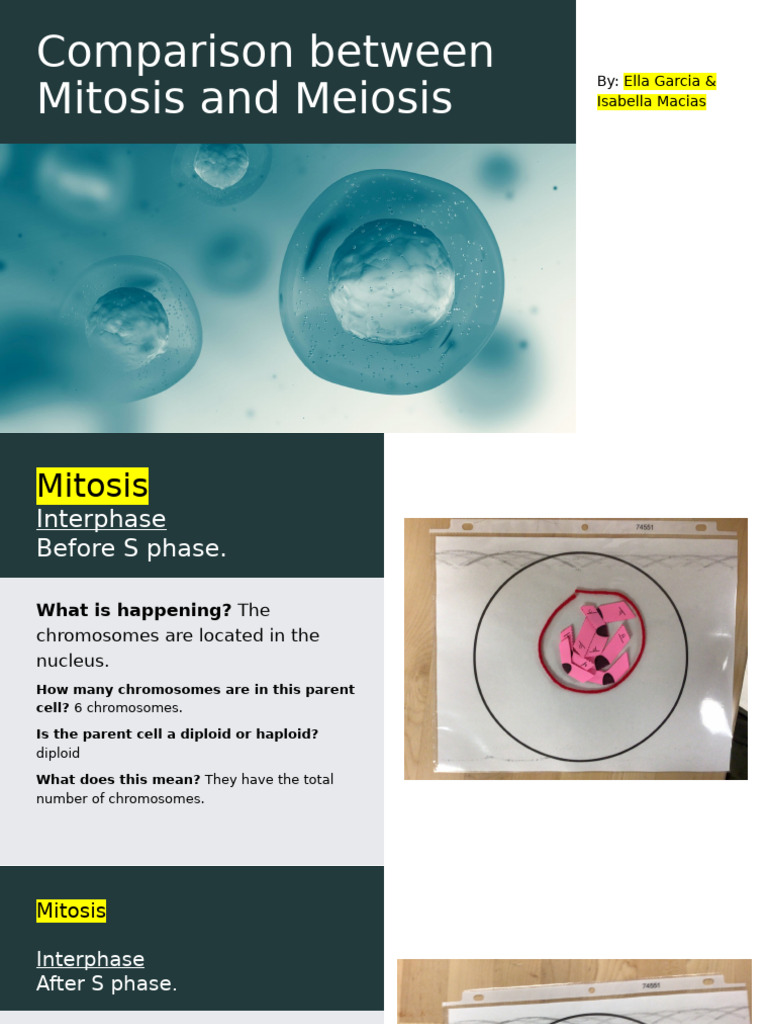 Mitosis Vs Meiosis Modeling | PDF | Meiosis | Mitosis