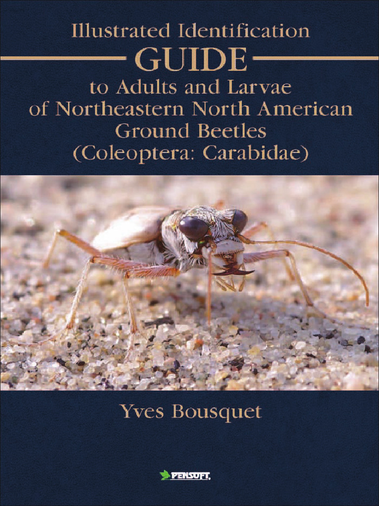 Bousquet2010 - Illustrated Identification Guide To Adults and Larvae of ...