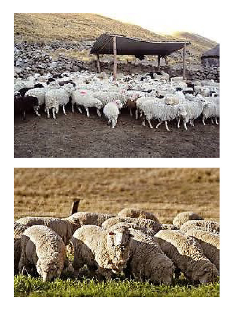 Crianza de Ovejas | PDF