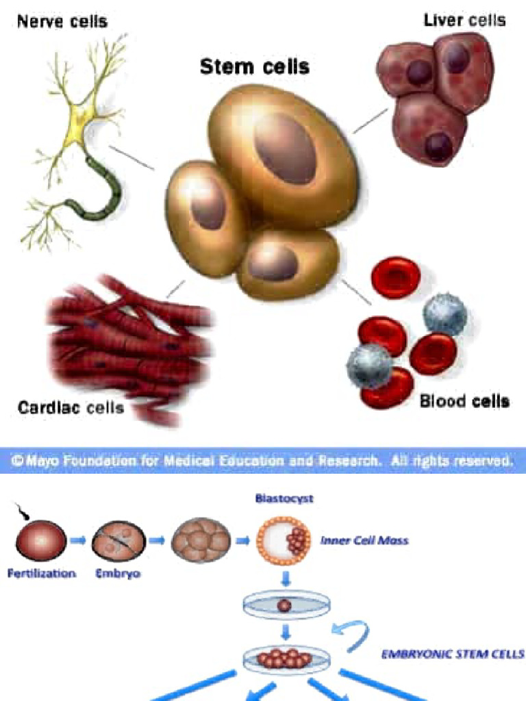 Stem Cells Diagrams For Project | PDF