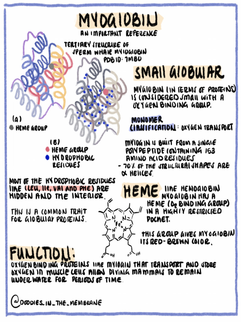 0020d8a3 11c1 43b3 99a0 d49429e5ca26 Proteinsandenzymepages | PDF