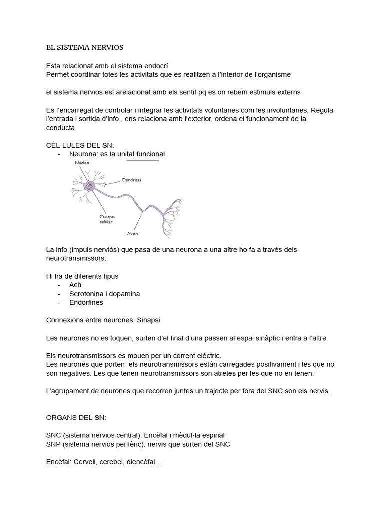 EL SISTEMA NERVIOS | PDF