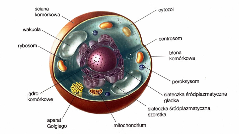 komorka grzybowa | PDF