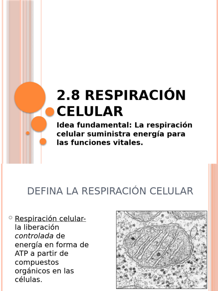 Unidad 2.8 | PDF | Respiración celular | Trifosfato de adenosina