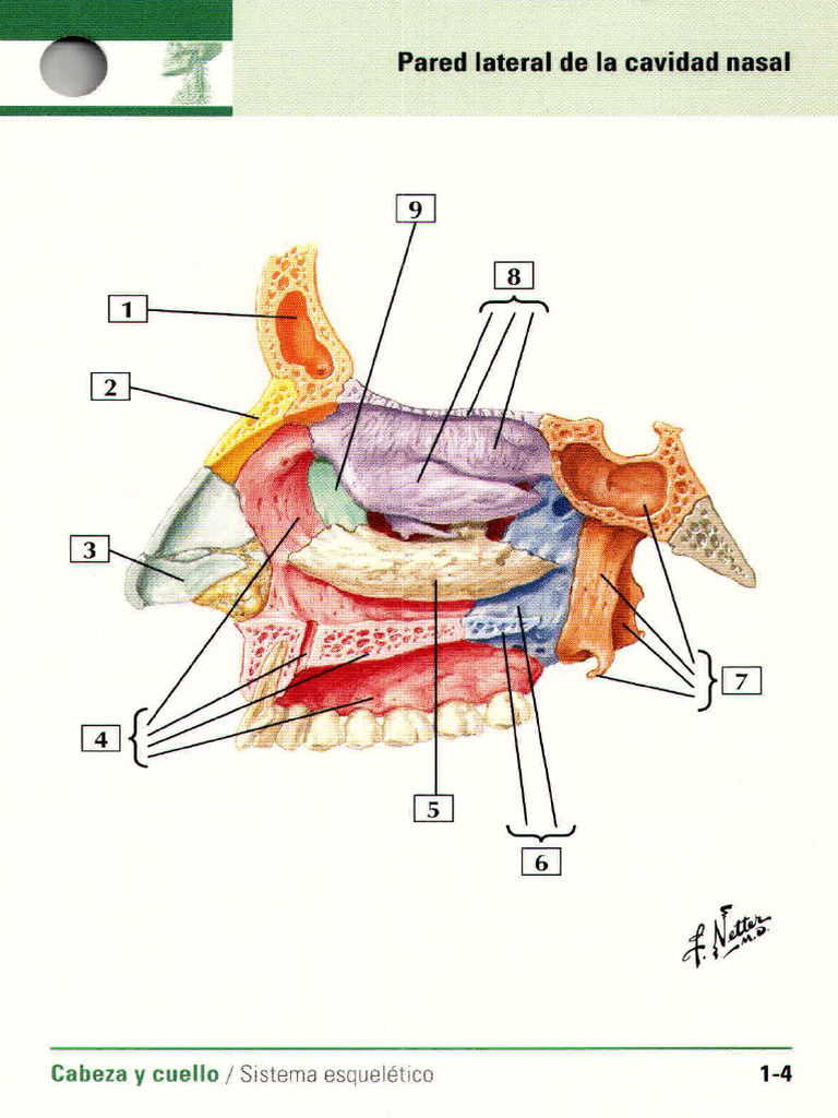 Cabeza Y Cuello 1 4 A 1 8 Pdf Cráneo Cabeza Y Cuello Humanos