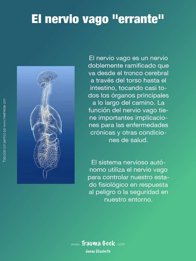 Funciones y Equilibrio del Nervio Vago | PDF | Nervio | Nervio vago