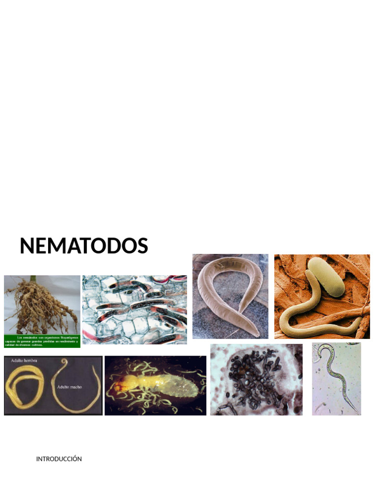 PRÁCTICA NEMATODOS 25-1 | PDF