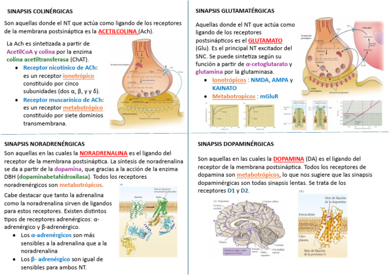 SINAPSIS | PDF | Sinapsis | Receptor (Bioquímica)